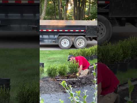 Landscaping Makeover With Winter Gem Boxwoods