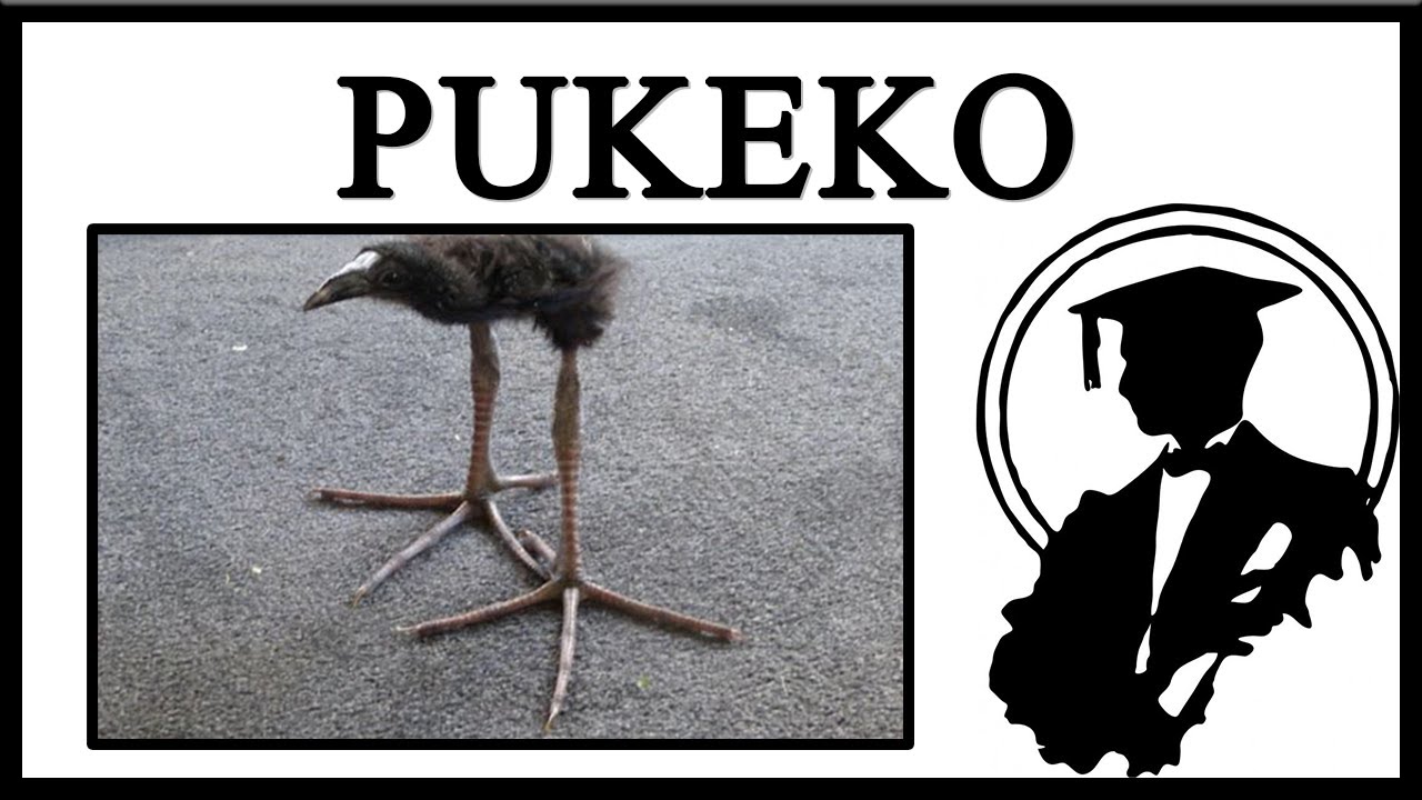 Meet The Pukeko