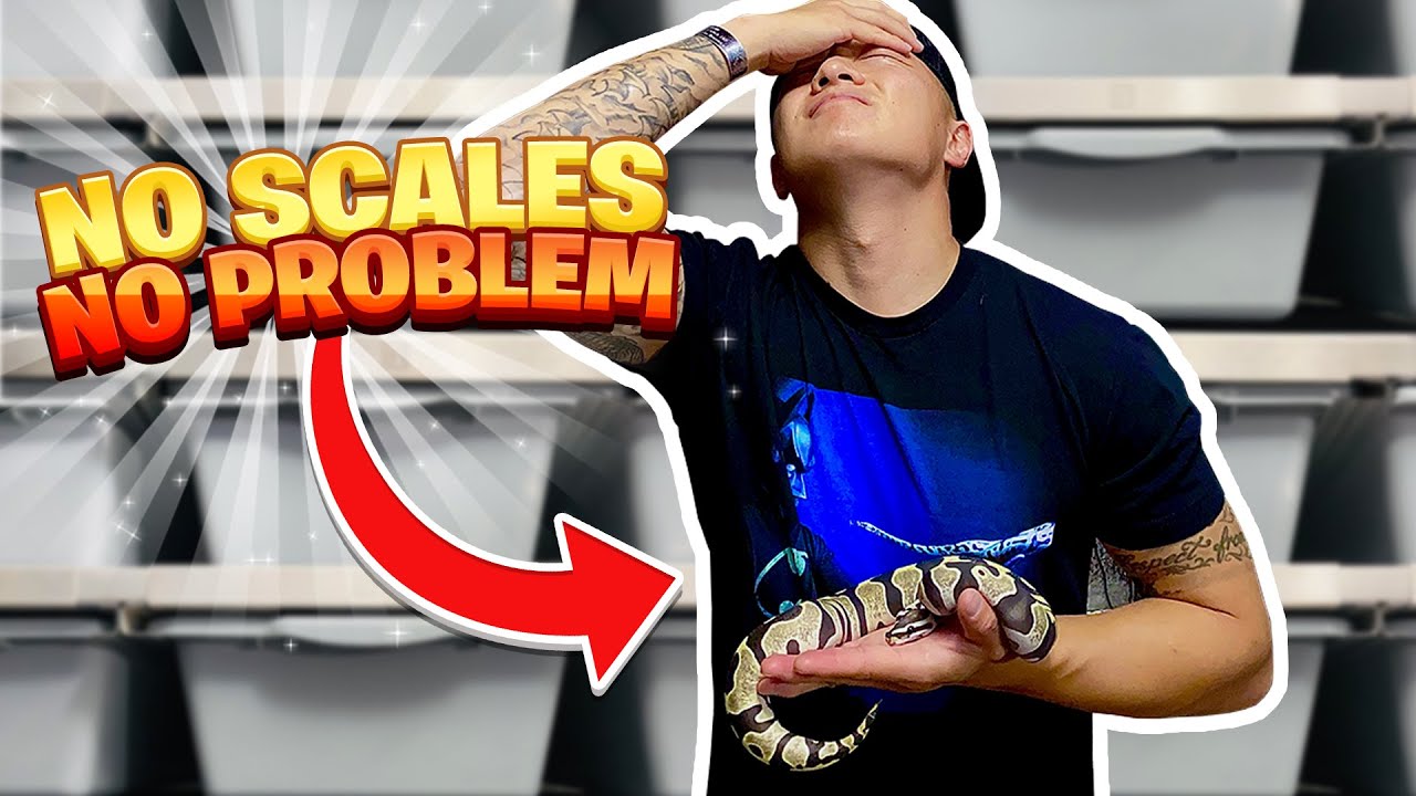 SCALELESS BALL PYTHON CARE TIPS #ballpythons #scaleless #snake