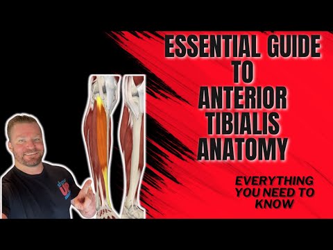 Essential guide to Anterior Tibialis muscles