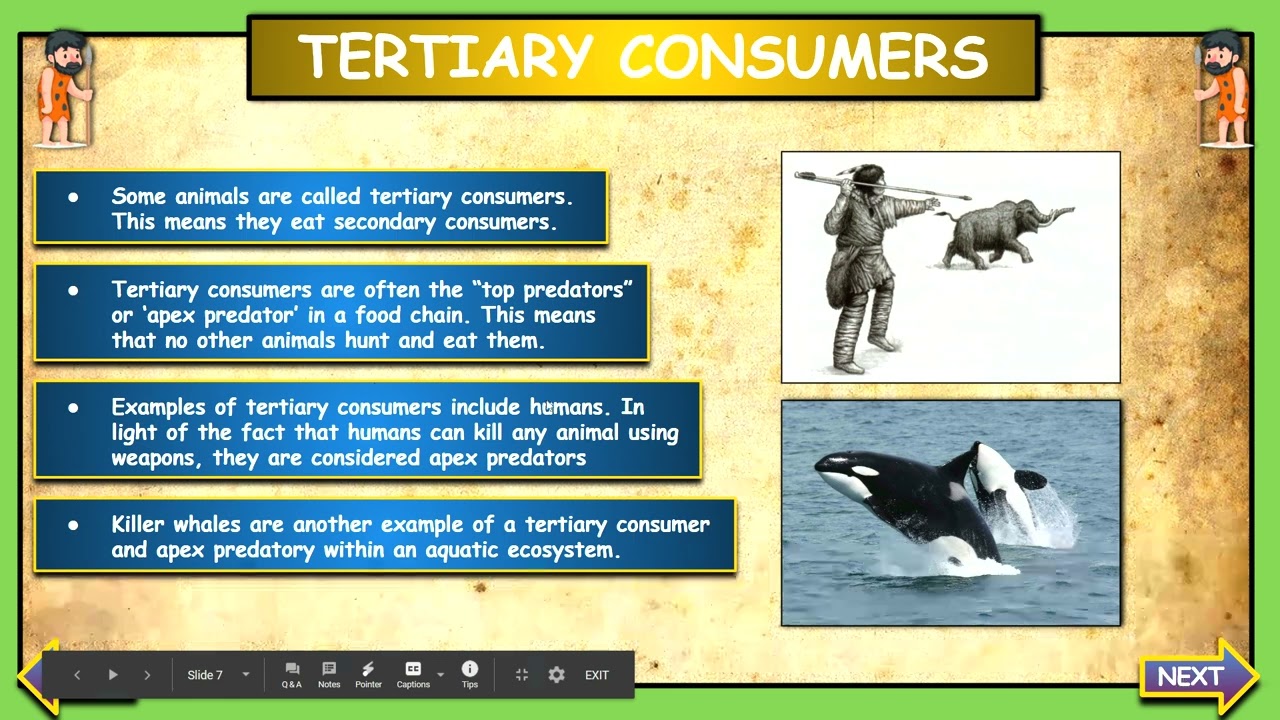 Ecosystems: Food Chains: Interactive Google Slides + PPT + 2 Worksheets. See Description Box Below