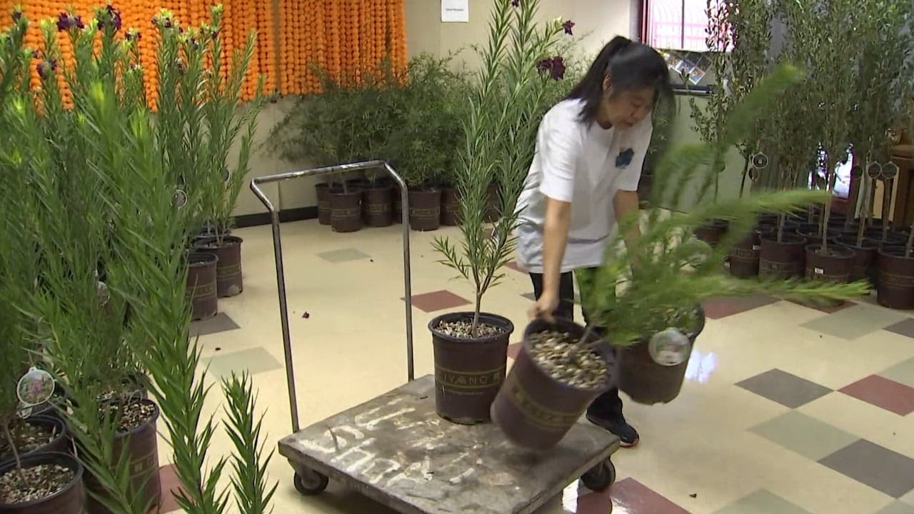 Free trees being given out by Clark County, East Las Vegas zip codes given preference