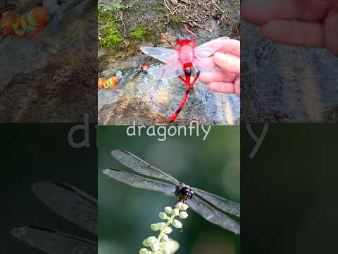 Kids Learn | Bug Insect Names at the Stream for Preschoolers: Ladybug Praying Mantis Stink Bug Ant