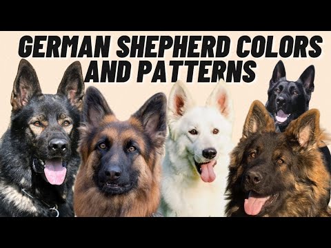 7 Different GERMAN SHEPHERD Coat Color Patterns