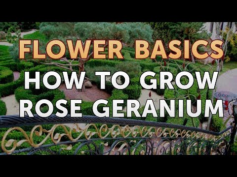 How to Grow Rose Geranium