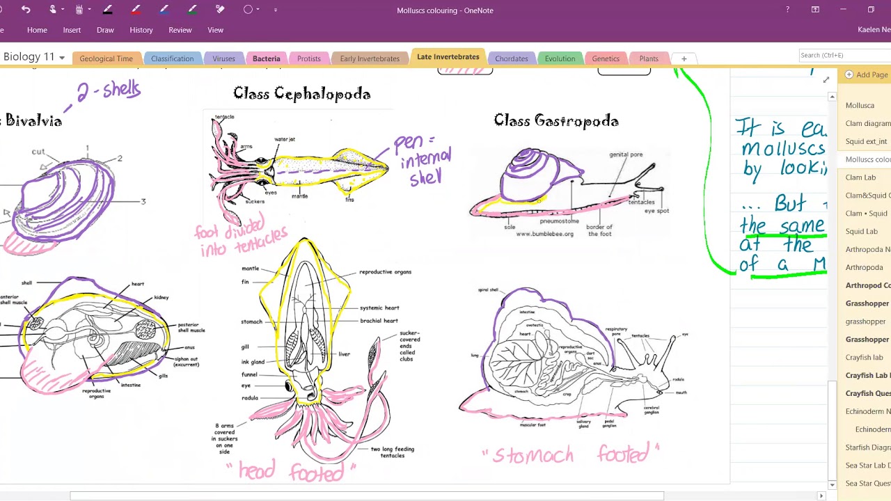 Mollusc Diagram colouring lesson