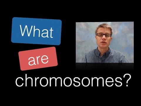 What are Chromosomes?