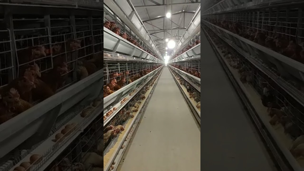 Fully automated layer equipment