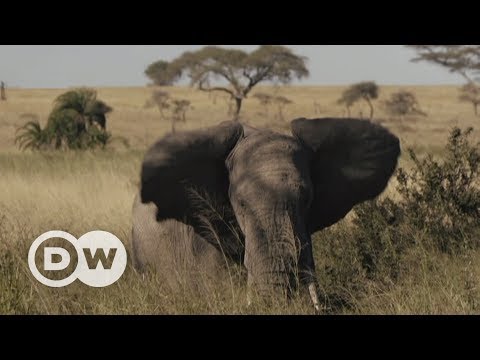 Fighting for space in the Serengeti | DW English