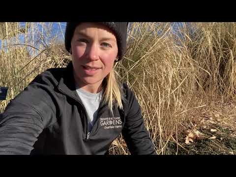Waterwise Plants for a Prettier Winter Garden!