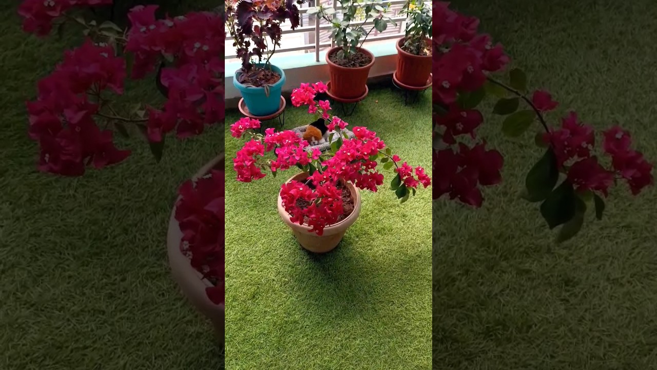 Bougainvillea flowers | Paper flowers