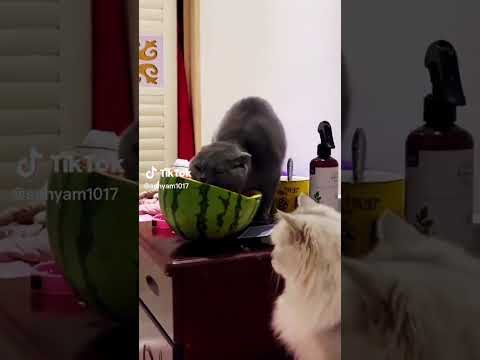 Funny Cat Eating Watermelon 🤣 funny cat #cat #catfunny #funny #funnycats