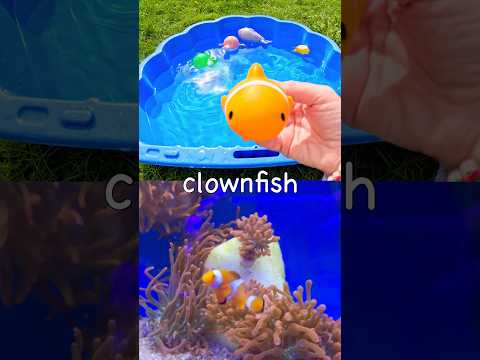 Learn Sea Animal Names for Kids: Clownfish Octopus Frilled Shark Polar Bear Blue Shark