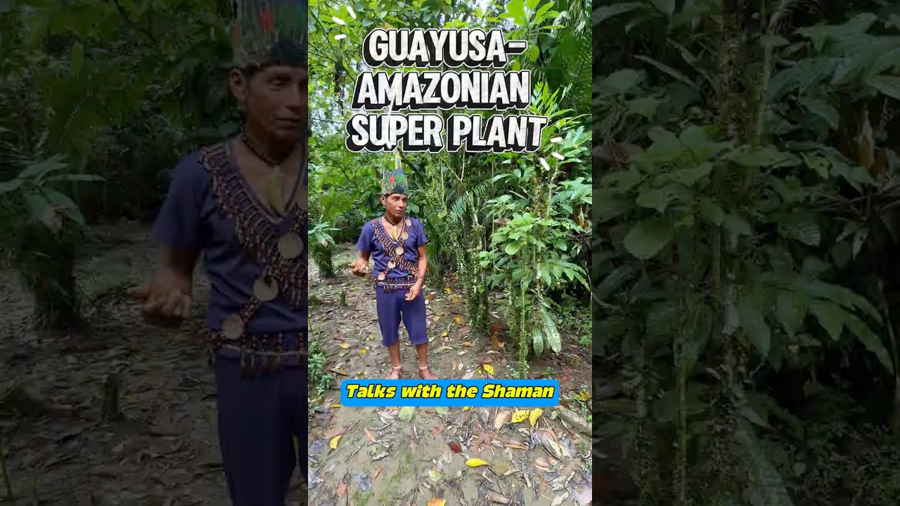Guayusa-Amazonian Super Plant🌱💫