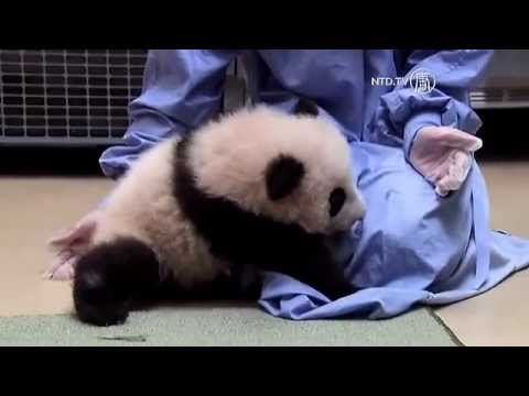 New Born Panda Cub Learning to Walk at San Diego Zoo