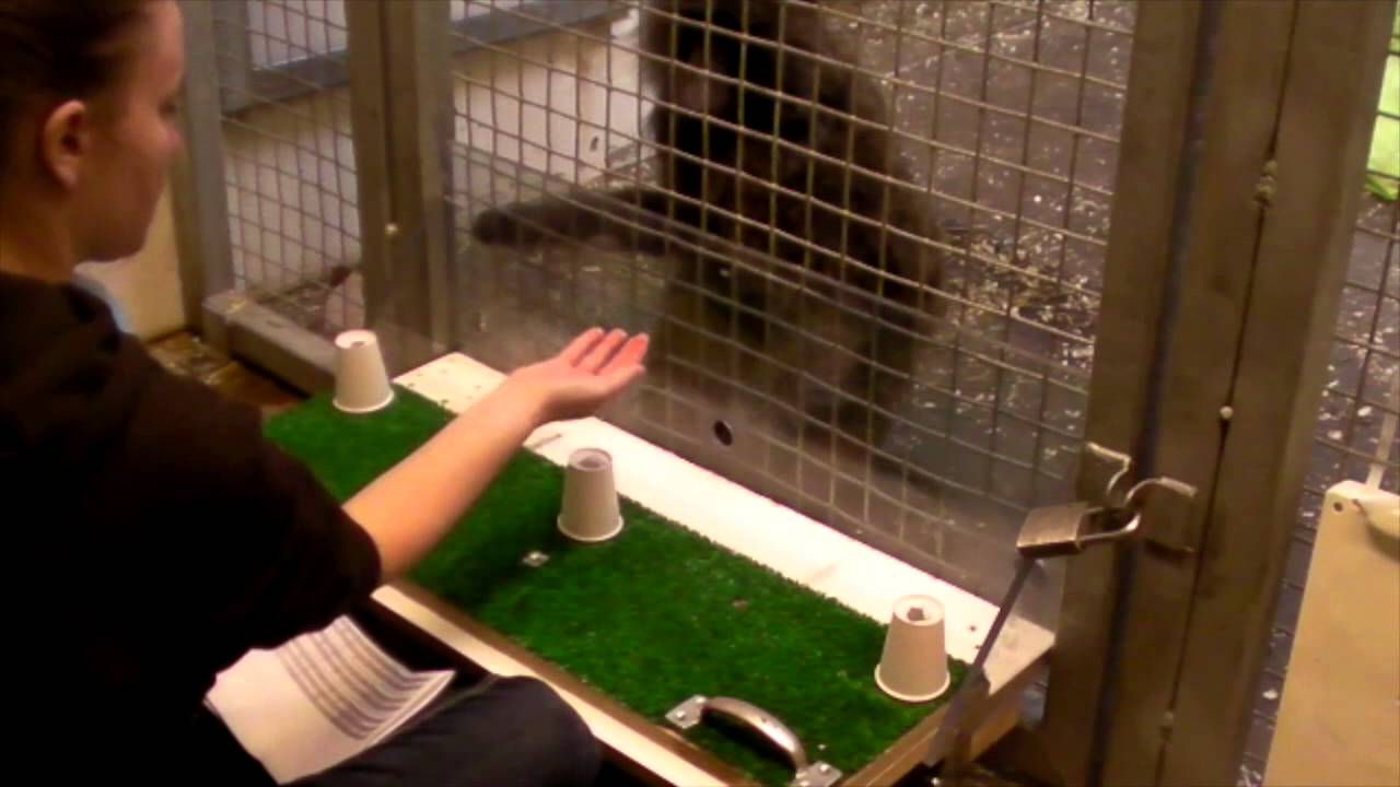 Baboons remember quantities | Science News