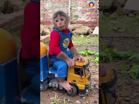 Monkeys: secrets about behavior and eating habits #shorts