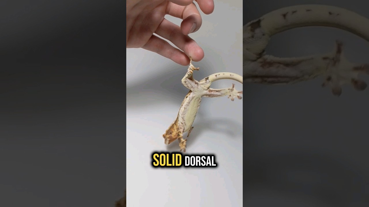 Perfect Solid Dorsal Crested Gecko!