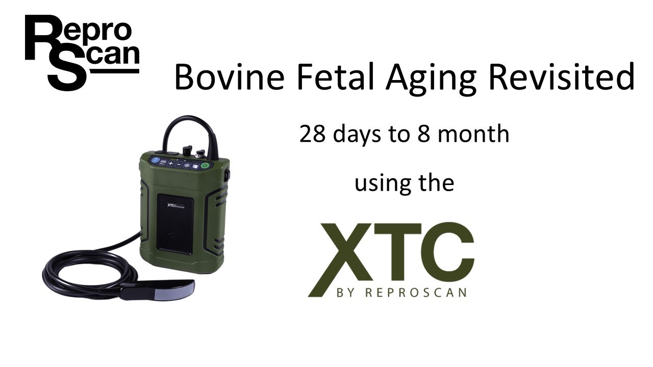 Bovine Fetal Aging Revisited