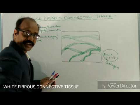 DENSE FIBROUS CONNECTIVE TISSUE/WHITE,YELLOW FIBROUS CONNECTIVE TISSUE/ Connective Tissue Part-5