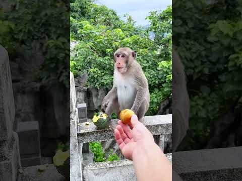 Why did Monkey King suddenly get angry? Monkey became a spirit