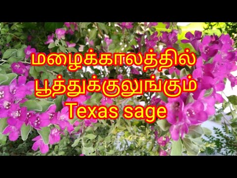 Texas sage plant care in Tamil / MJ