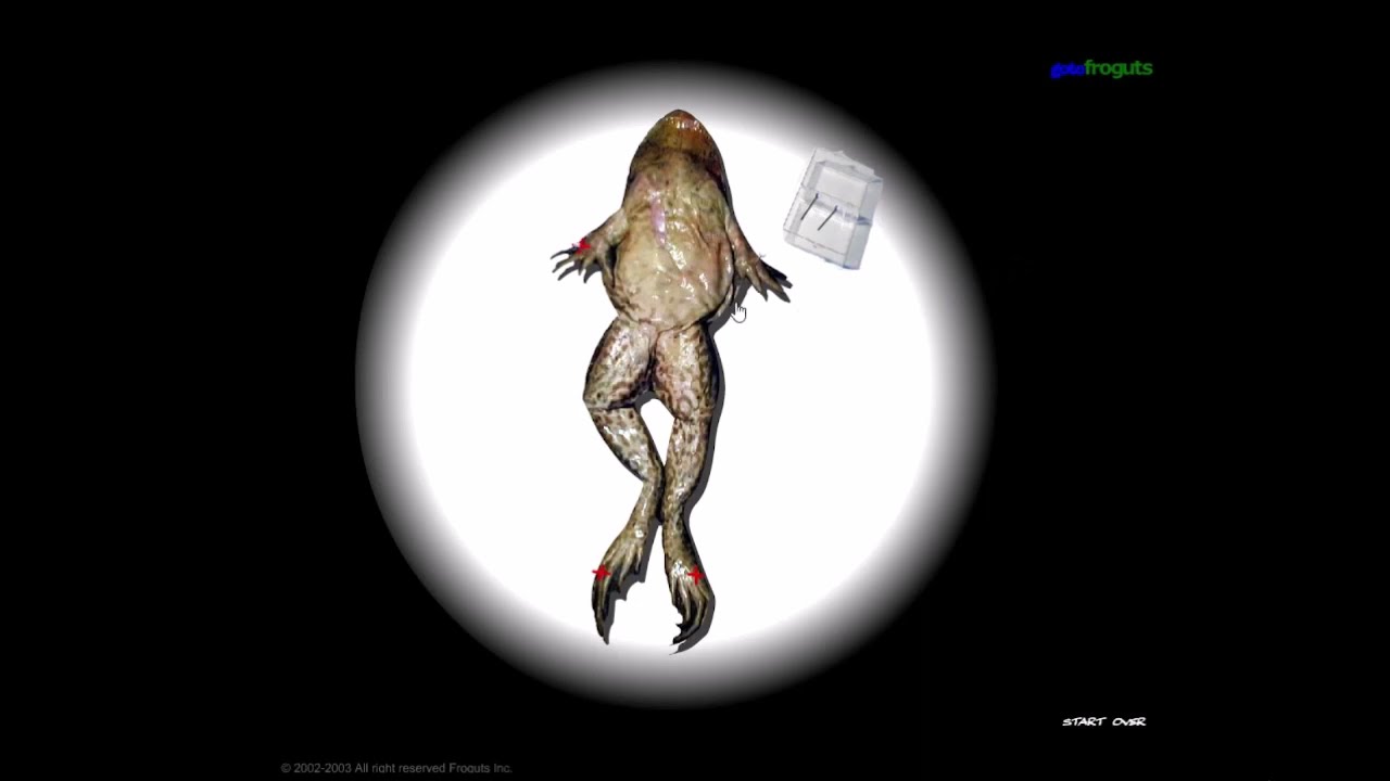 Let's play Frogut's Vitual Frog Dissection