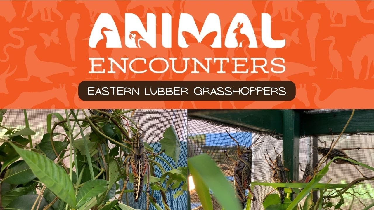 Animal Encounters: Eastern Lubber Grasshoppers
