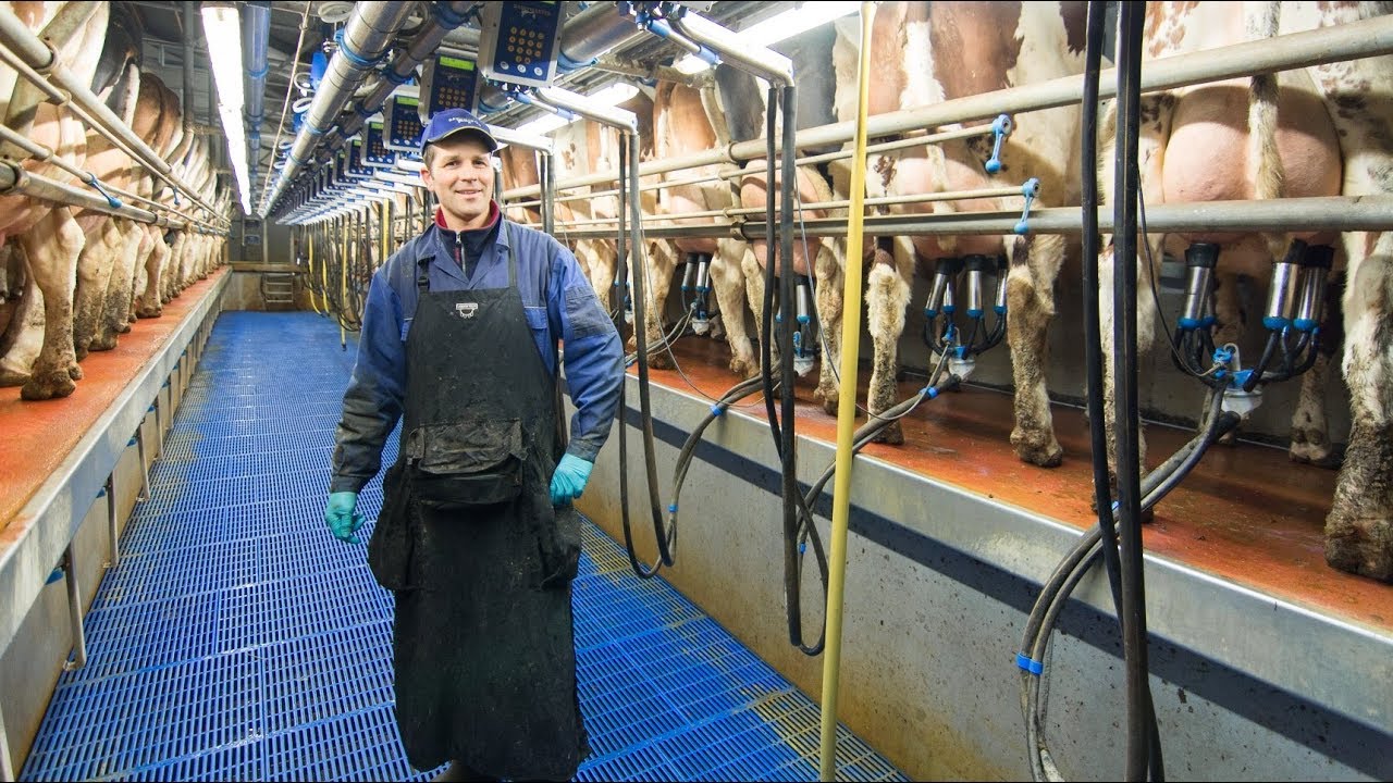 Milking Robots out, Swing over milking parlour in for dutch dairy farmer!