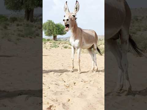 funny videos donkey #animals #gadha #shorts #youtubeshorts