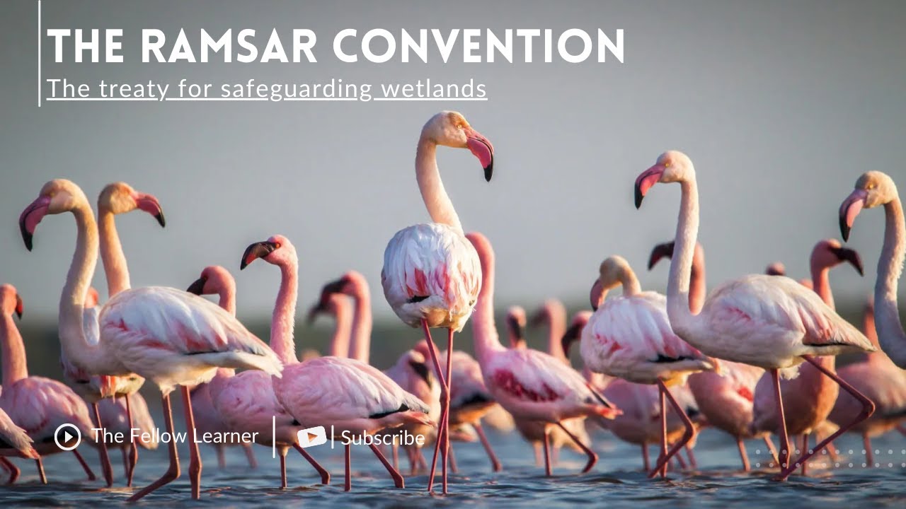 Understanding The Ramsar Convention- a treaty for safeguarding our wetlands #ramsarsite #wetlands
