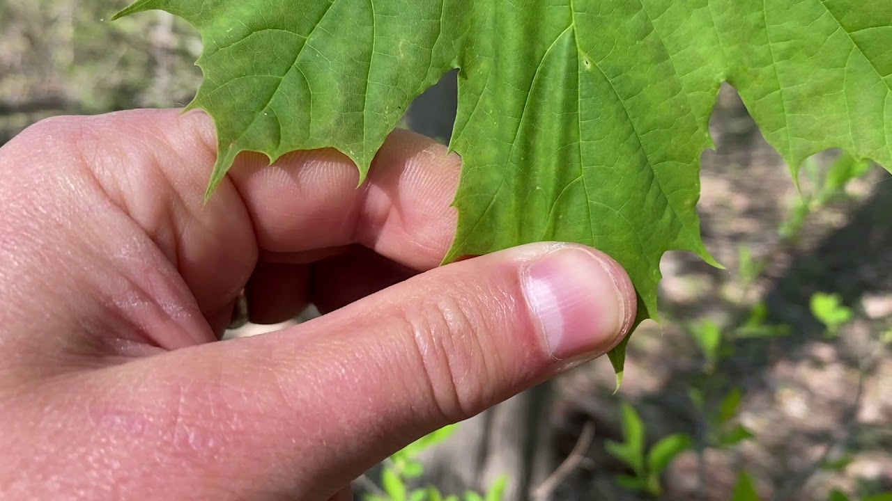 Norway Maple Field Identification