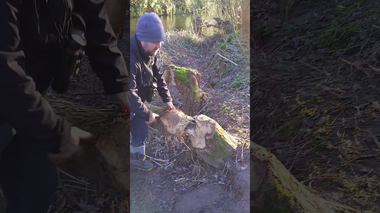 2b   tree climbing beavers
