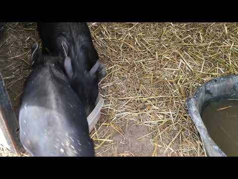 The Bacon Seeds Are Growing! « JAZ Farm Blog