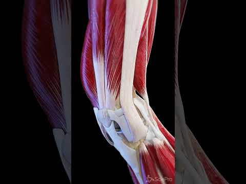 Muscles and ligaments of the moving knee joint #anatomy #meded #3dmodel