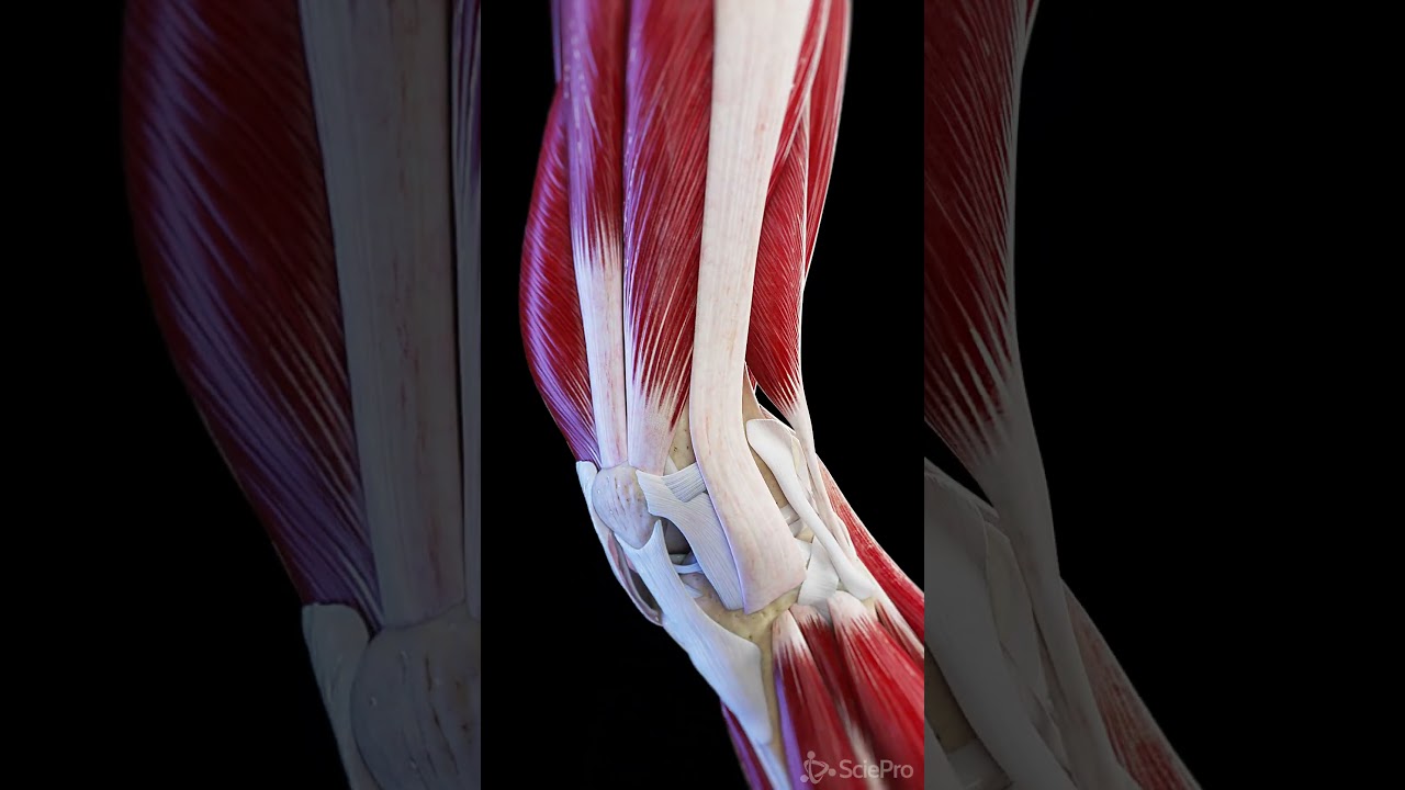 Muscles and ligaments of the moving knee joint  #anatomy #meded #3dmodel
