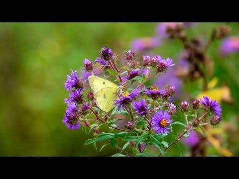 Clouded Sulphur: Habitat (19 September 2018)