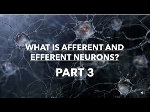 WHAT IS AFFERENT AND EFFERENT NEURON? - PART 3 OF NERVOUS SYSTEM