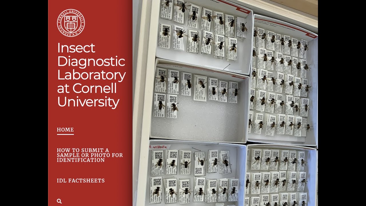 The Cornell Insect Diagnostic Laboratory