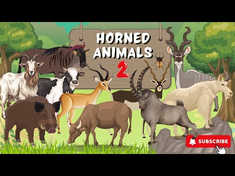 Amazing Horned Animals Part 2 (Ibex Alpen, Buffalo, Cow, Blackbuck, Wildebeest, etc.) Kids Game