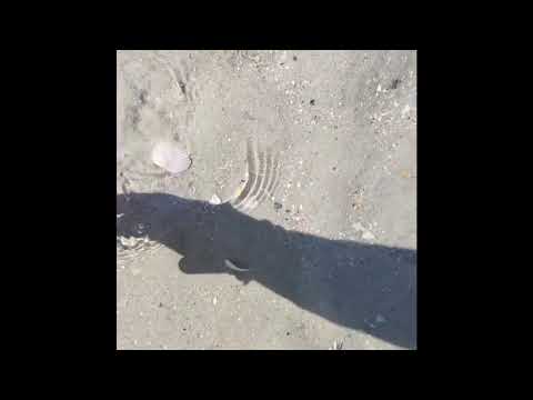 Shelling Folly Beach SC 10/19/21