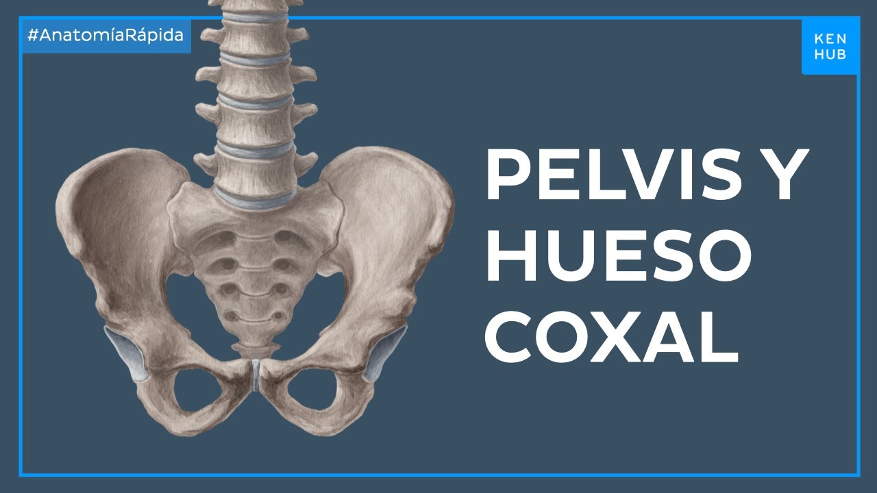 Pelvis y cadera - Anatomía Fácil | Kenhub