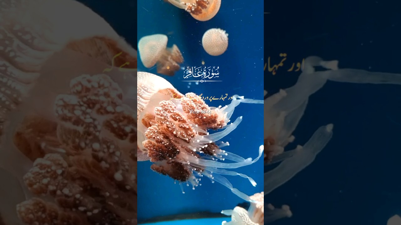 Surah Al Ghafir Verse 60 61