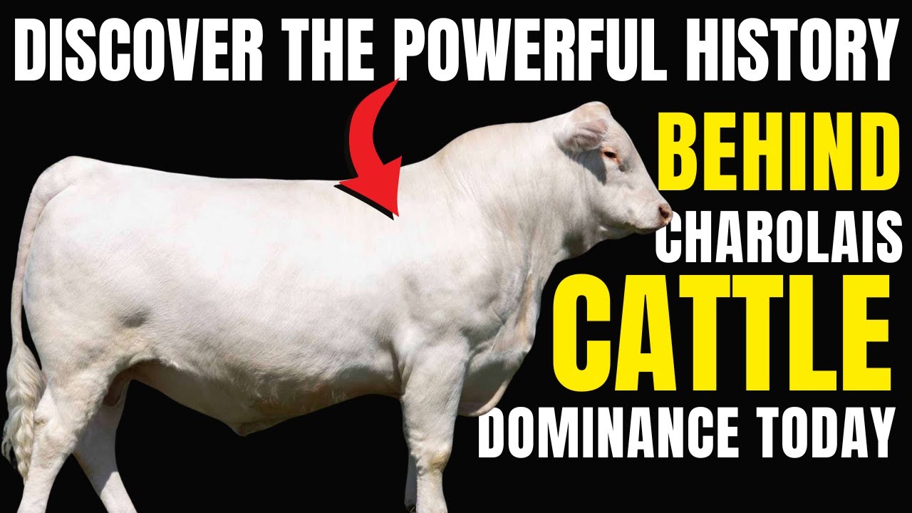 Charolais Cattle: The Ultimate Breed Guide (History & Traits)