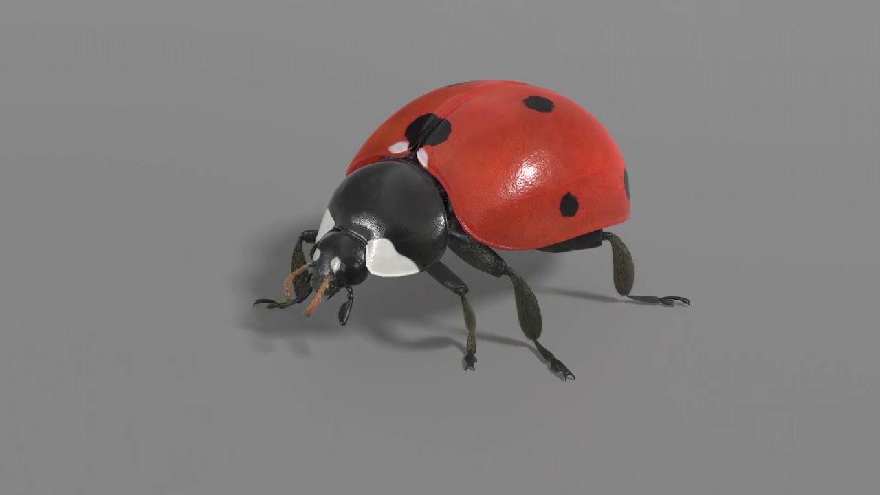 CGI 3D Animated Animal in Blender | Ladybug