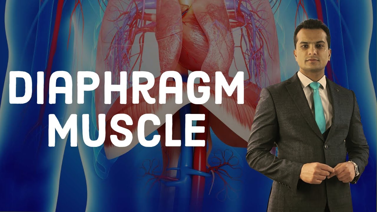 Understanding the Anatomy and Function of the Diaphragm Muscle | Galaxy.ai
