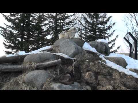 Wolf Howl in Asahiyama (Hokkaido, Japan)