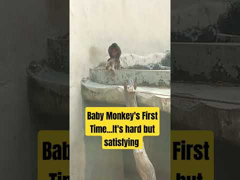 🐵 Baby Monkeys mating very First time #animals #viral #trending #shorts #viralshorts #babymonkey