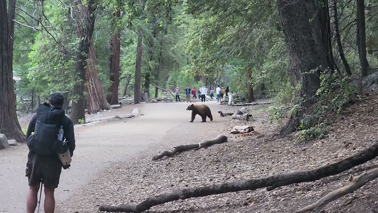 Yosemite Bear Encounter