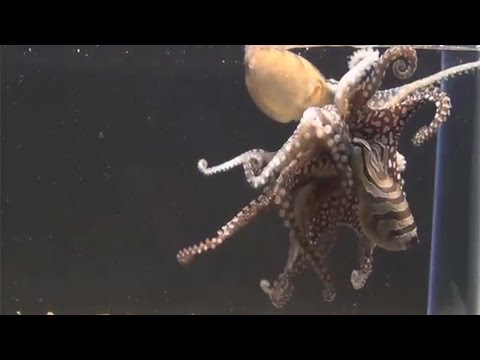 The Most Fascinating, Loving, Squeezing, Kissing Octopus in the Ocean - 30A
